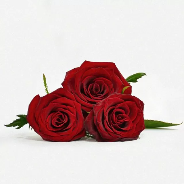 Three Red Rose Heads in a Box - Chelsea Florals London